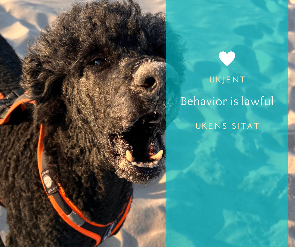 Behavior is lawful – Everydaydog