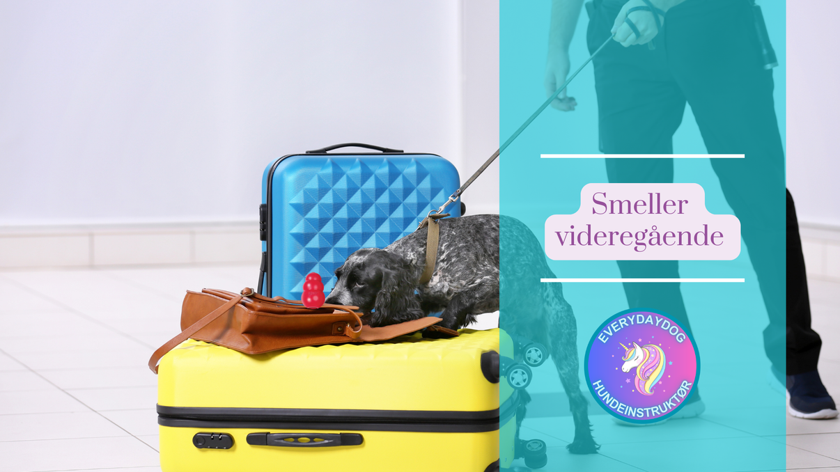 Smeller - videregående – Everydaydog
